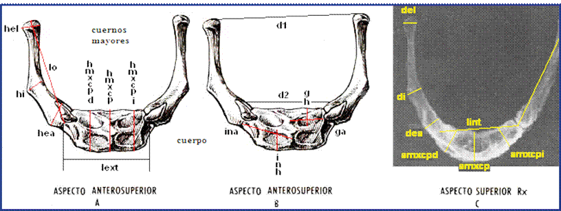 Relación morfológica entre el hueso hioides y la mandíbula en una ...